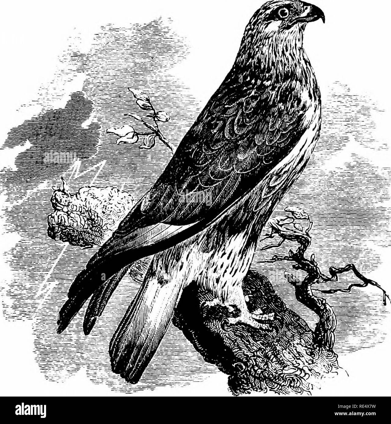 Species rough legged buzzard hi-res stock photography and images - Alamy