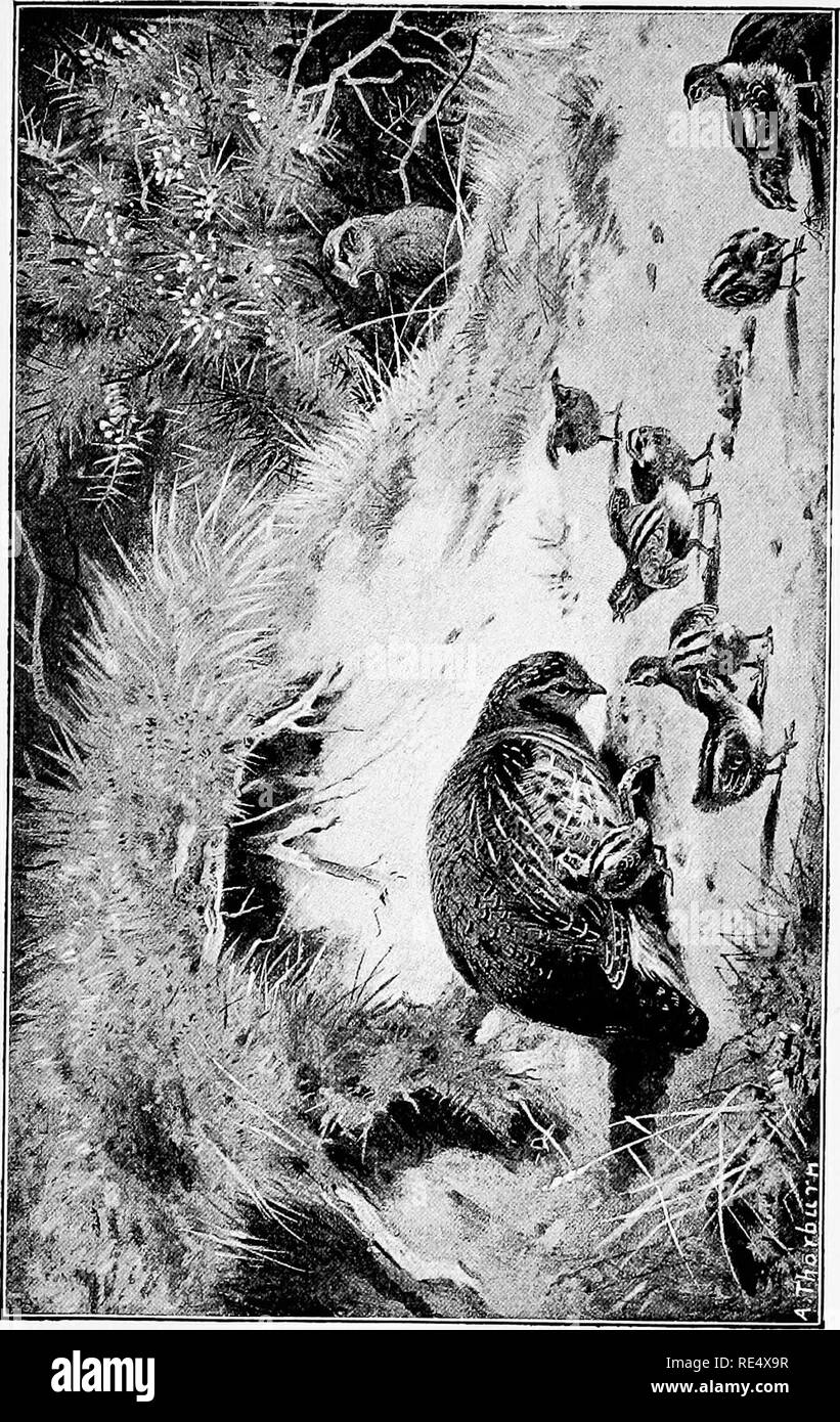 Stuart wortley john hi-res stock photography and images - Alamy