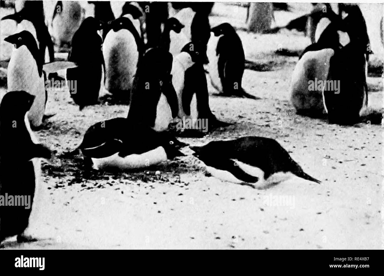 George murray levick hi-res stock photography and images - Alamy