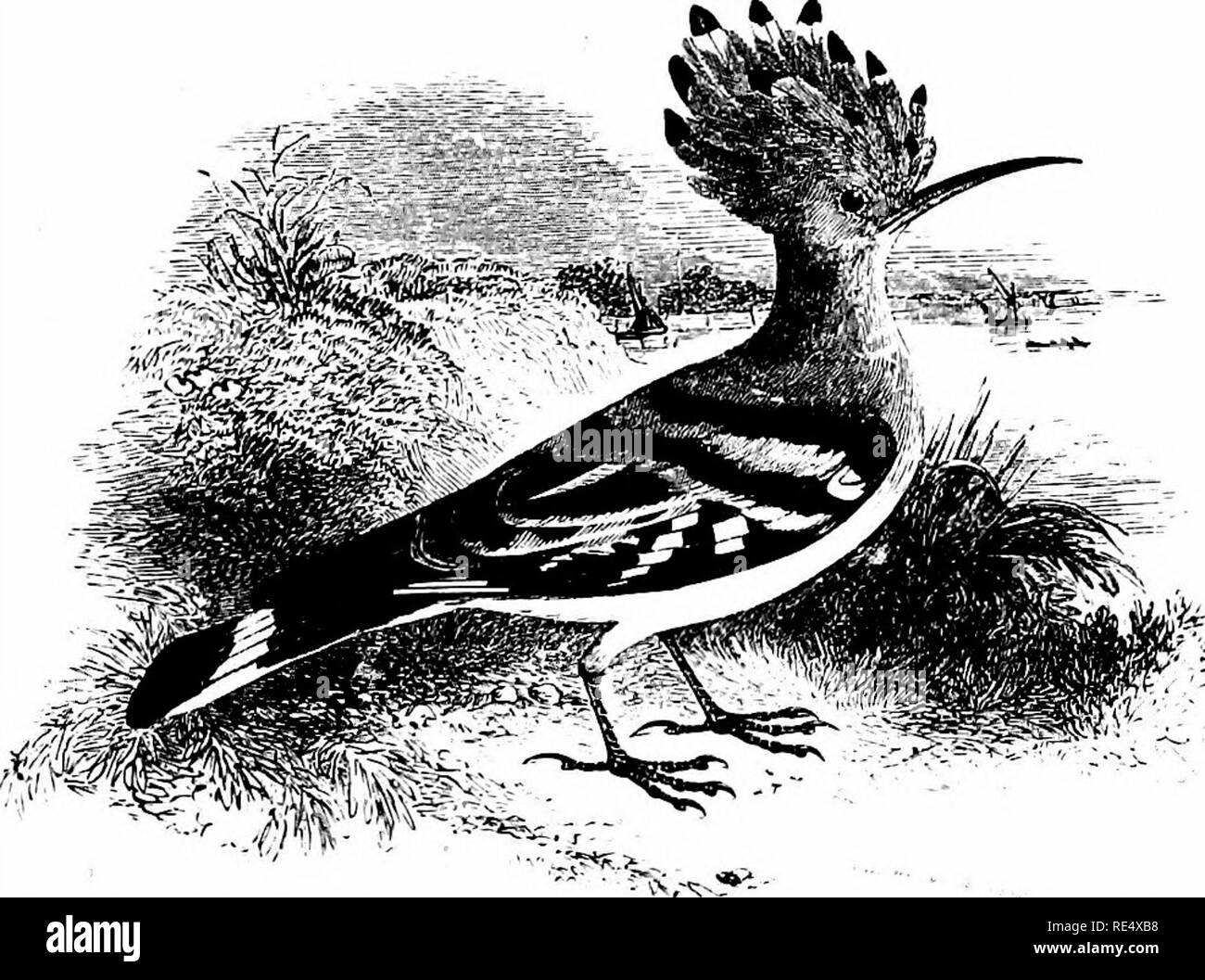 Regular breeding bird Black and White Stock Photos & Images - Alamy