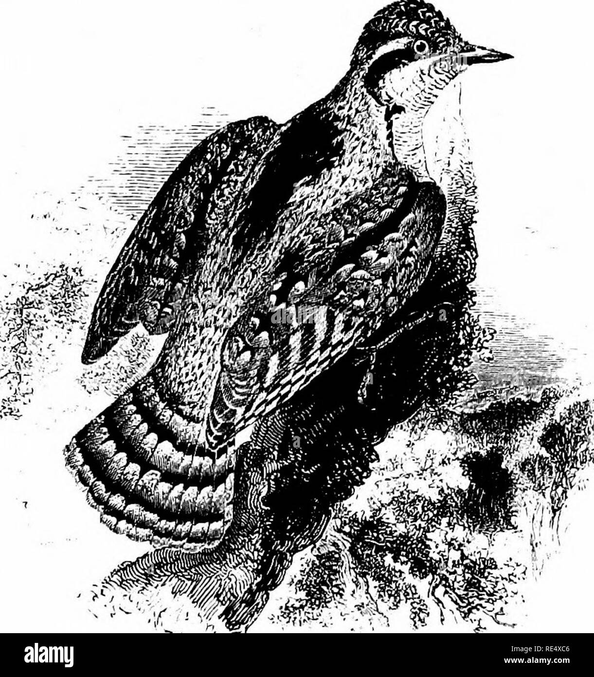 First eastern counties hi-res stock photography and images - Alamy