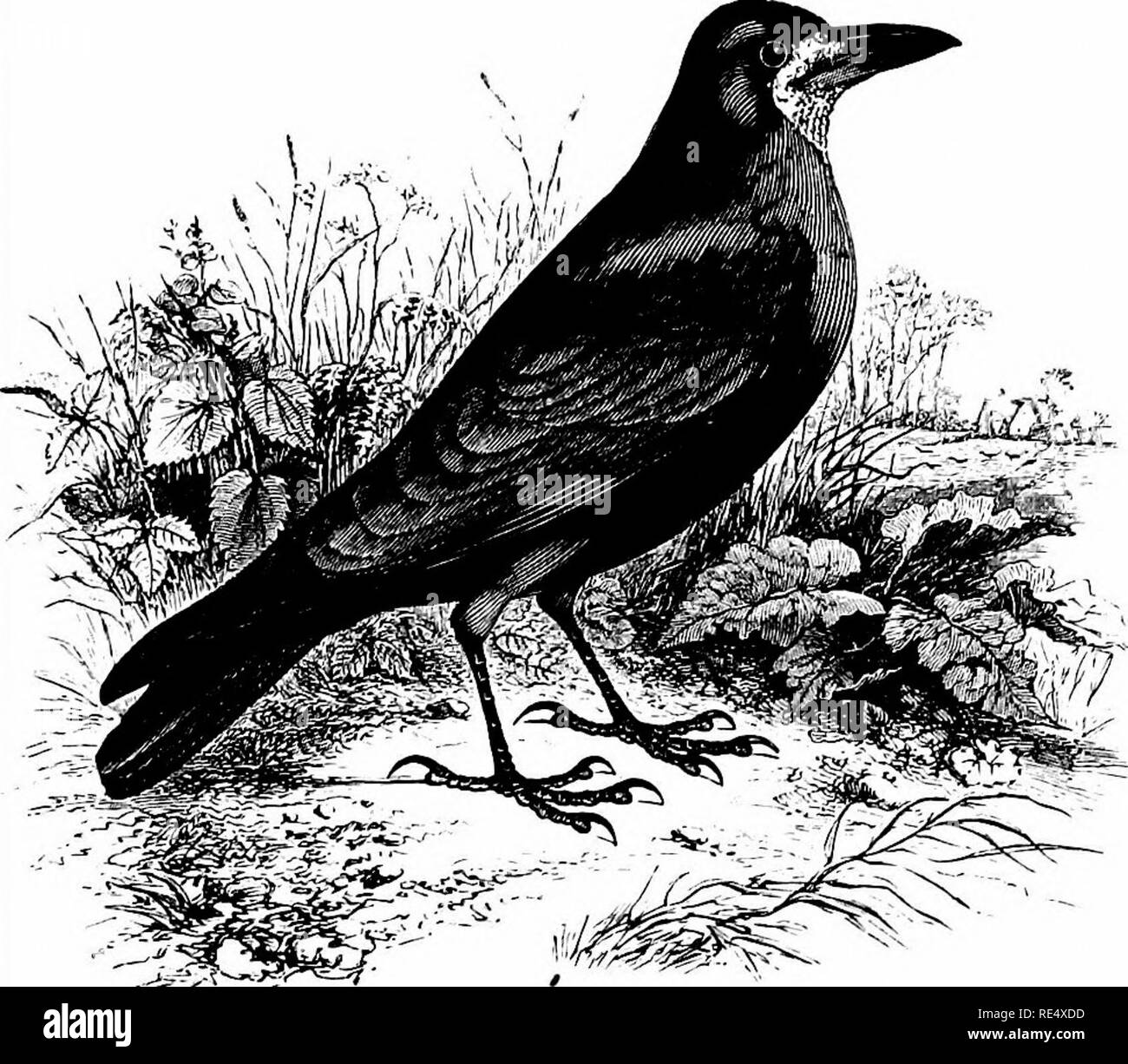 Rookeries of london hi-res stock photography and images - Alamy