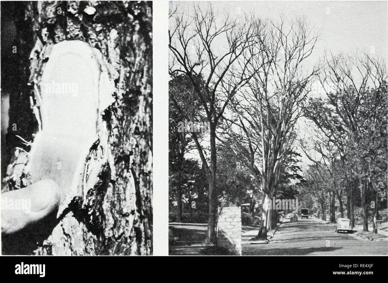 Winged elm tree hi-res stock photography and images - Alamy