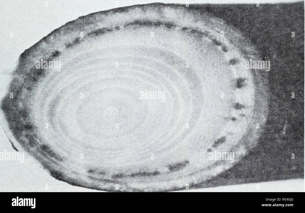 Ceratocystis hi-res stock photography and images - Alamy