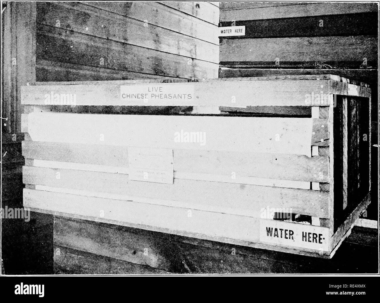 Pheasant in crate Black and White Stock Photos & Images - Alamy