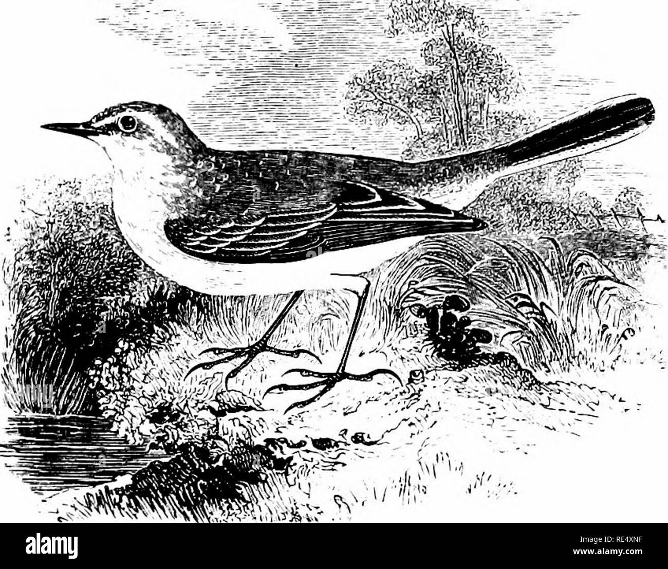 Birds arriving on migration Black and White Stock Photos & Images - Alamy