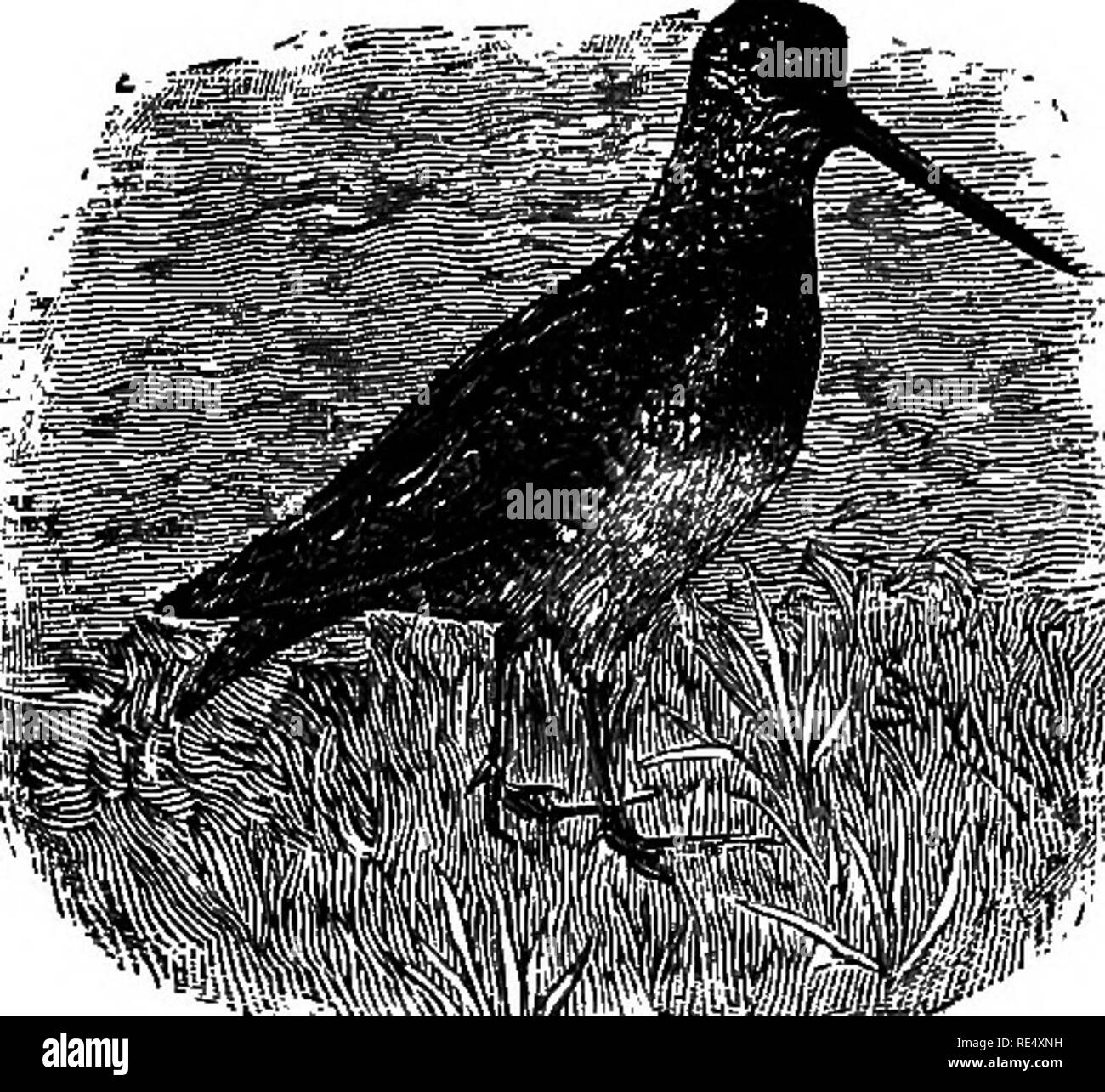 Grating calls Black and White Stock Photos & Images - Alamy