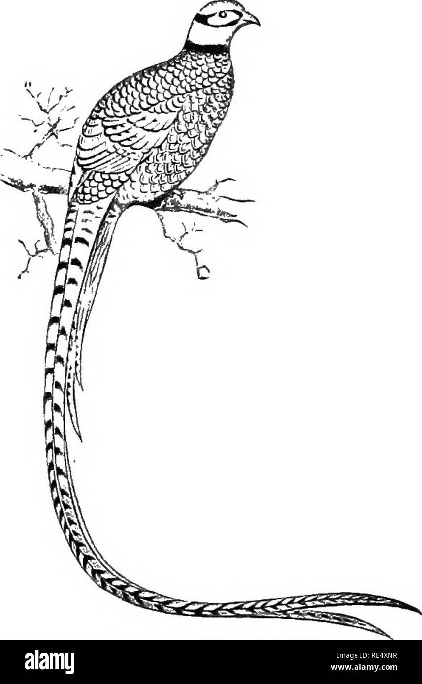 pheasant coloring pages