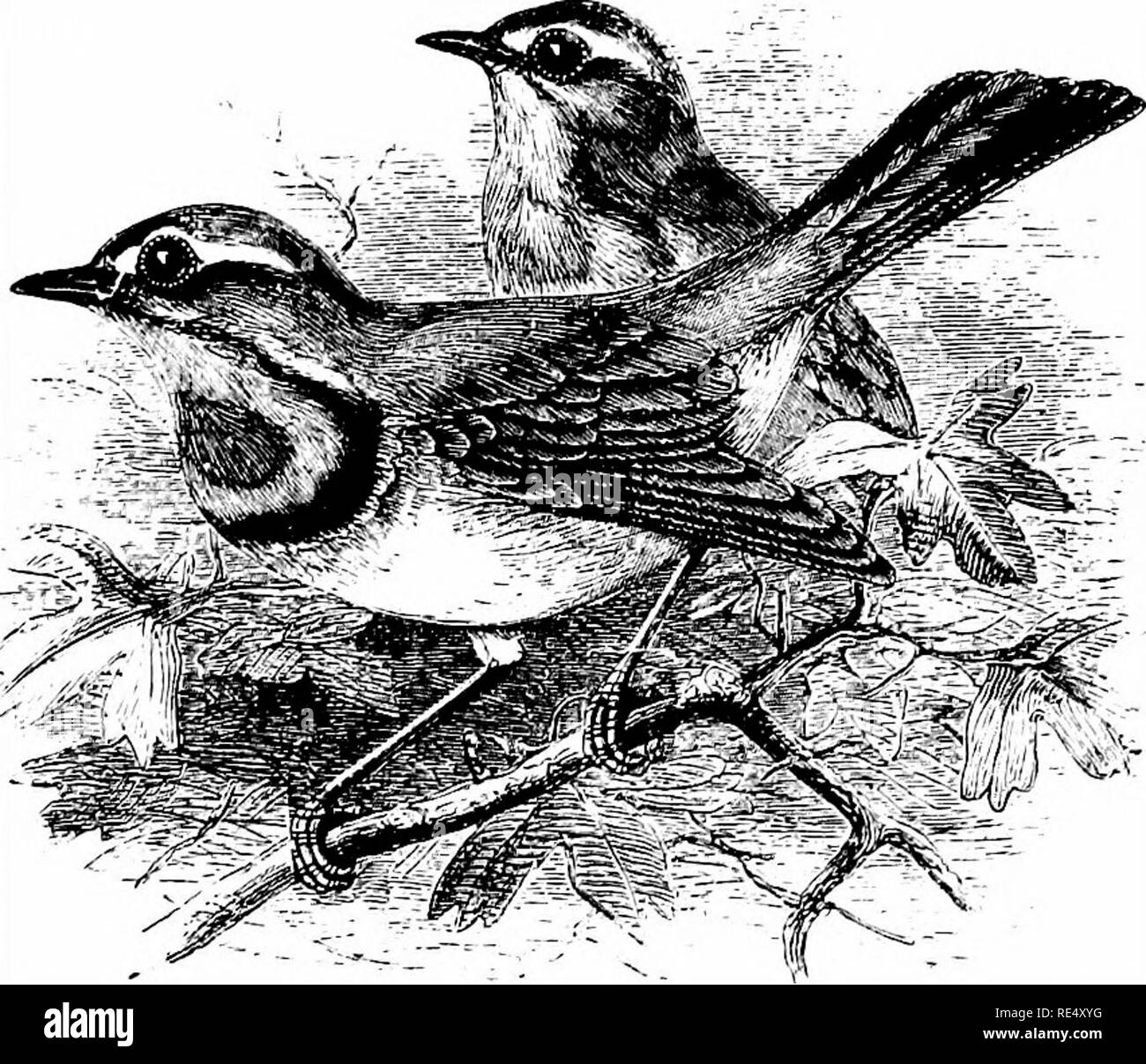 Songbirdspecies hi-res stock photography and images - Alamy