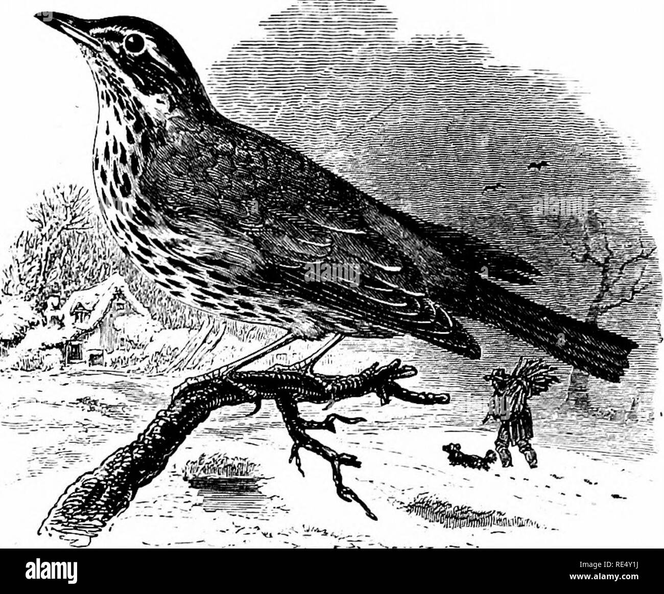 European thrushes Black and White Stock Photos & Images - Alamy