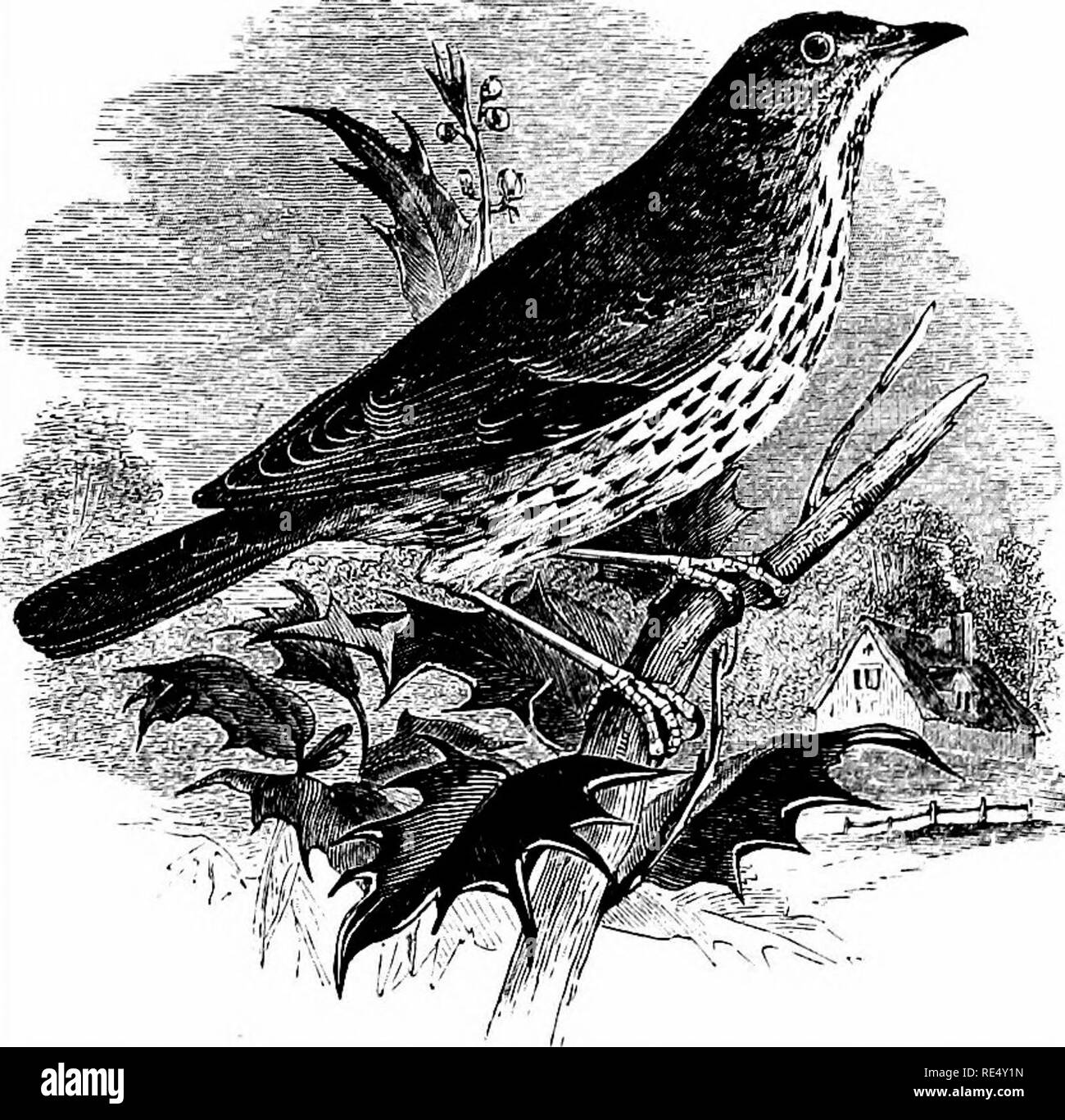 Birds of the hebridean islands hi-res stock photography and images - Alamy