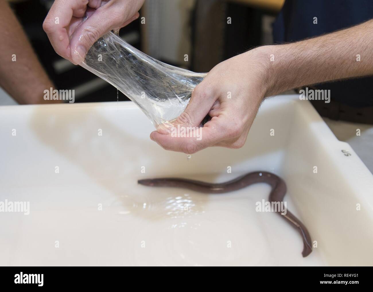 Authentic pacific hagfish slime hi-res stock photography and images - Alamy
