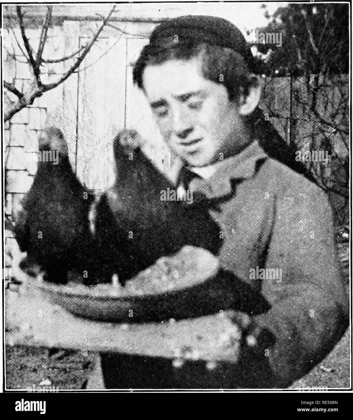 . The national standard squab book. Pigeons. APPENDIX G 323 FLOCK OF ...