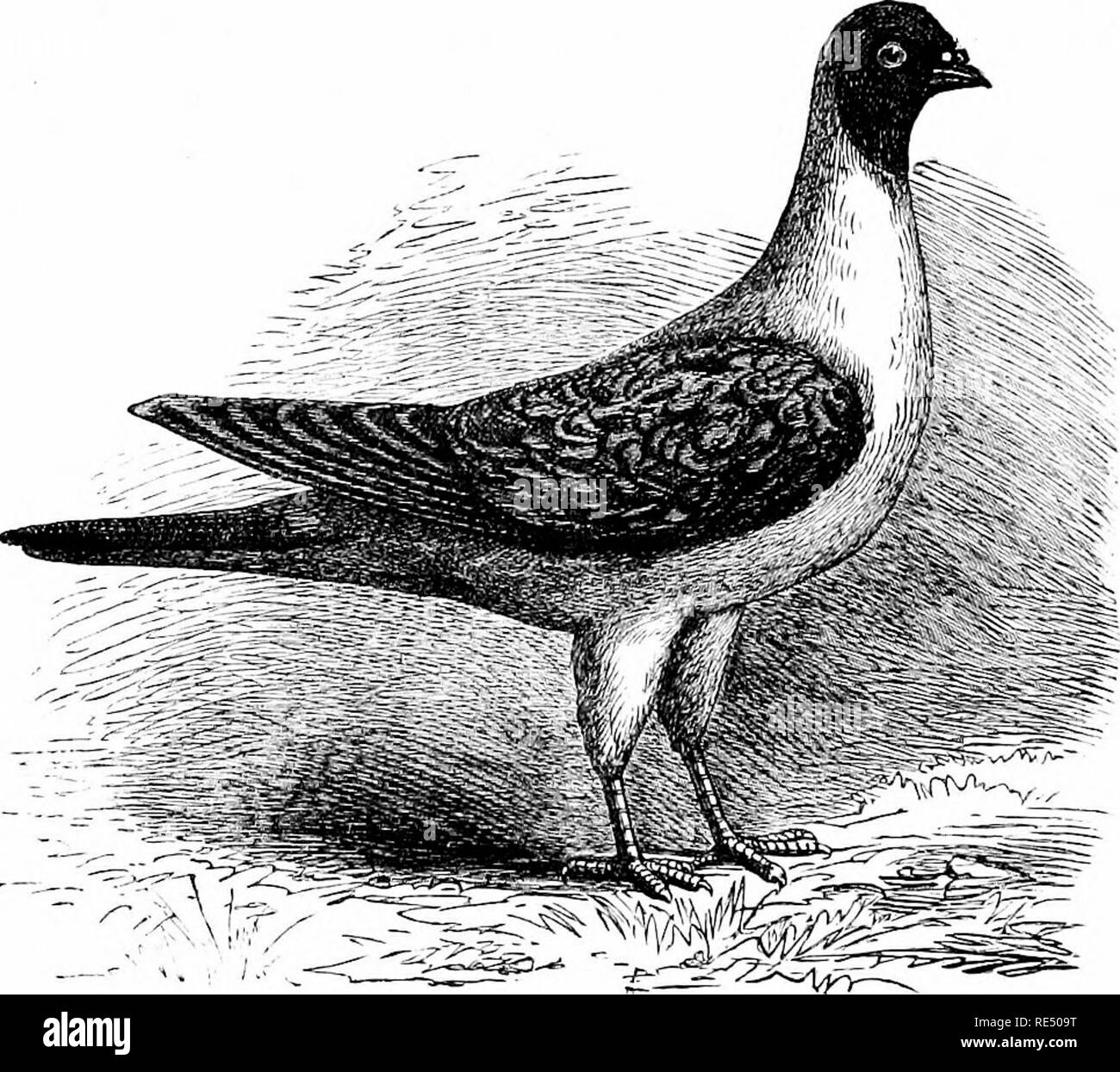 Modena pigeons Black and White Stock Photos & Images - Alamy