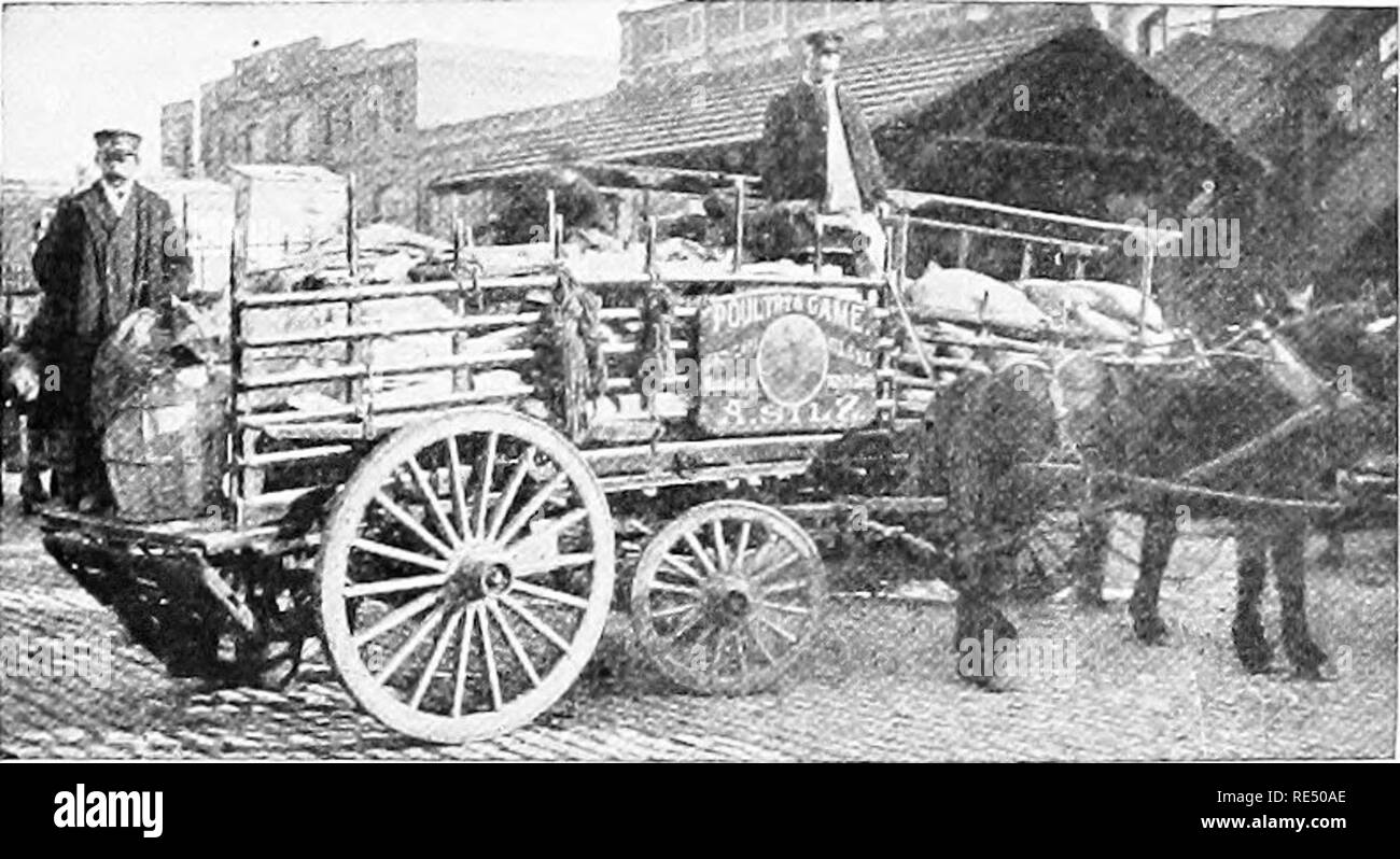 . The national standard squab book. Pigeons. A BILZ DRAYLOAD OF SQUABS ...