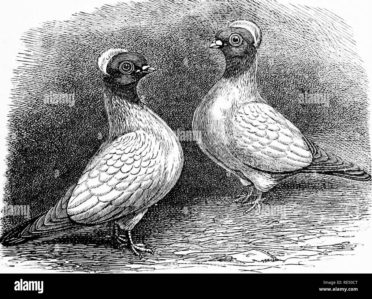 . The practical pigeon keeper. Pigeons. NTJNS. 191 Nuns have tlie ...