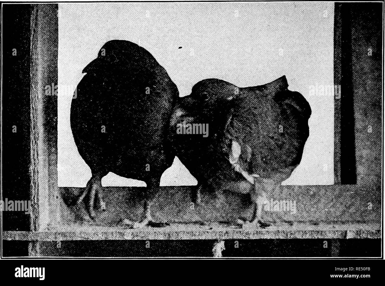 Carneau pigeons hi-res stock photography and images - Alamy
