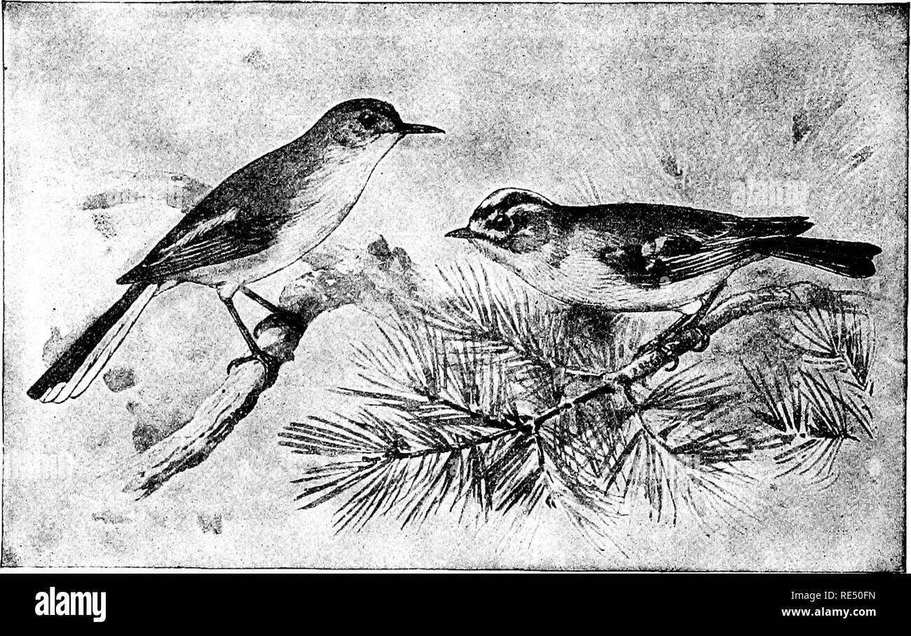 Pateli hi-res stock photography and images - Alamy