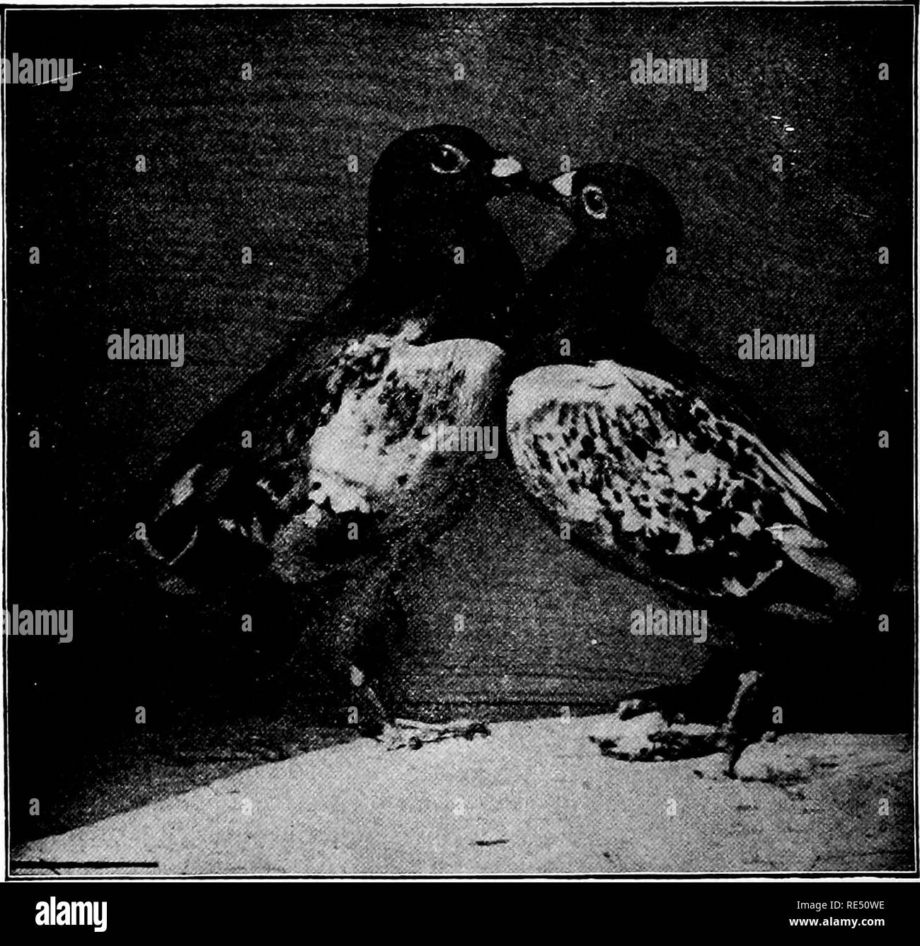 Kissing pigeons Black and White Stock Photos & Images - Alamy
