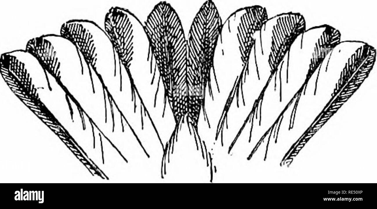 . The birds of eastern North America known to occur east of the ...