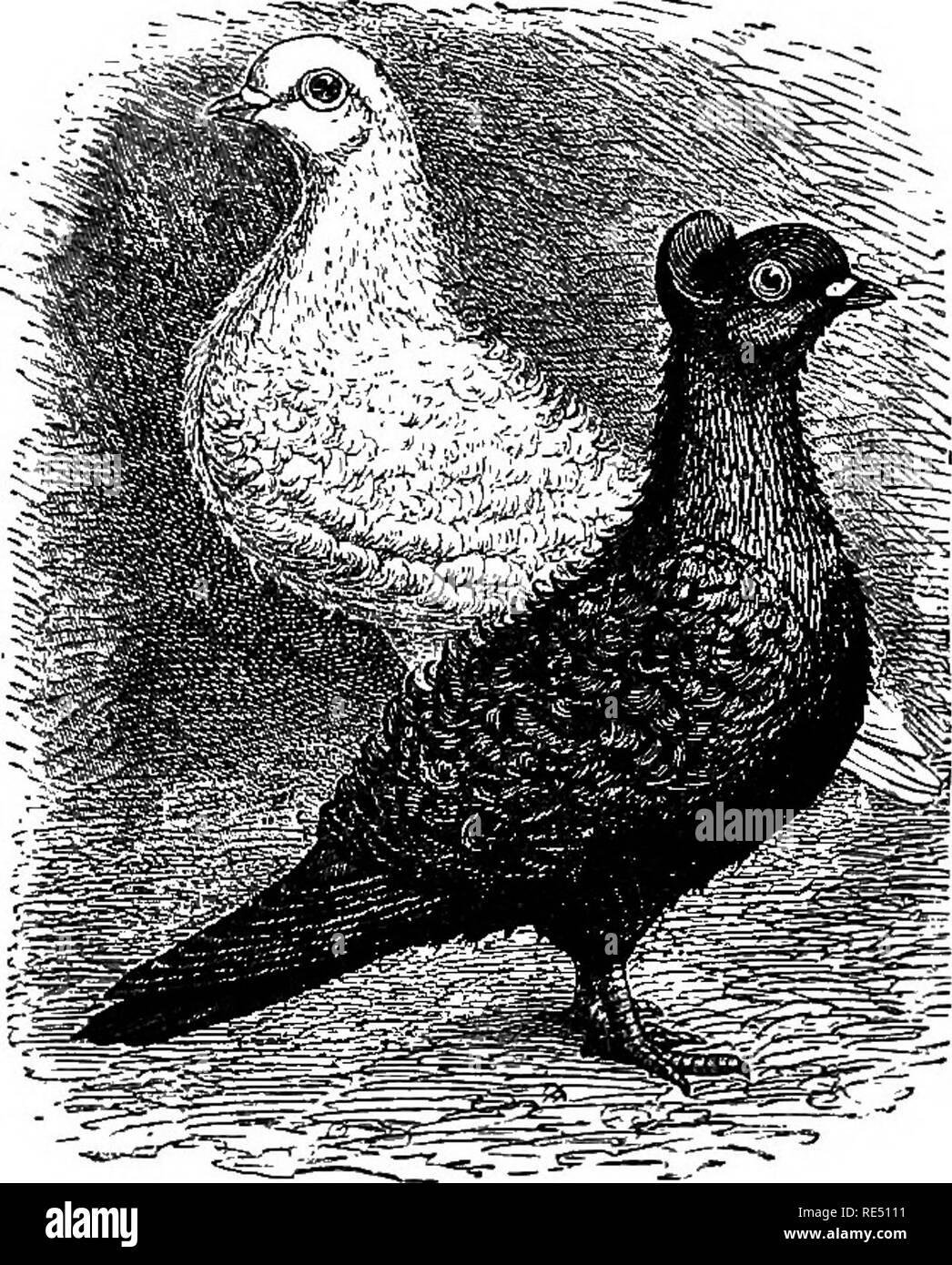 Pigeons hybrids hi-res stock photography and images - Alamy