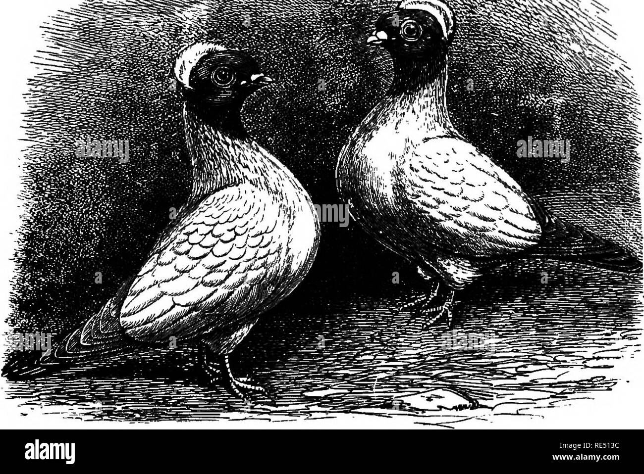 Pearl neck pigeons hi-res stock photography and images - Alamy