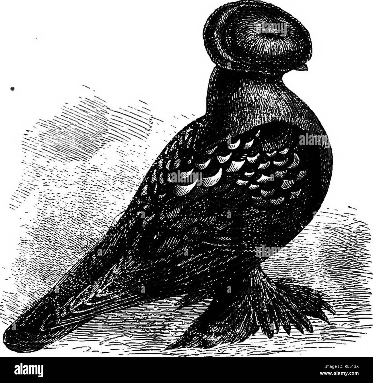 Nun pigeon hi-res stock photography and images - Alamy