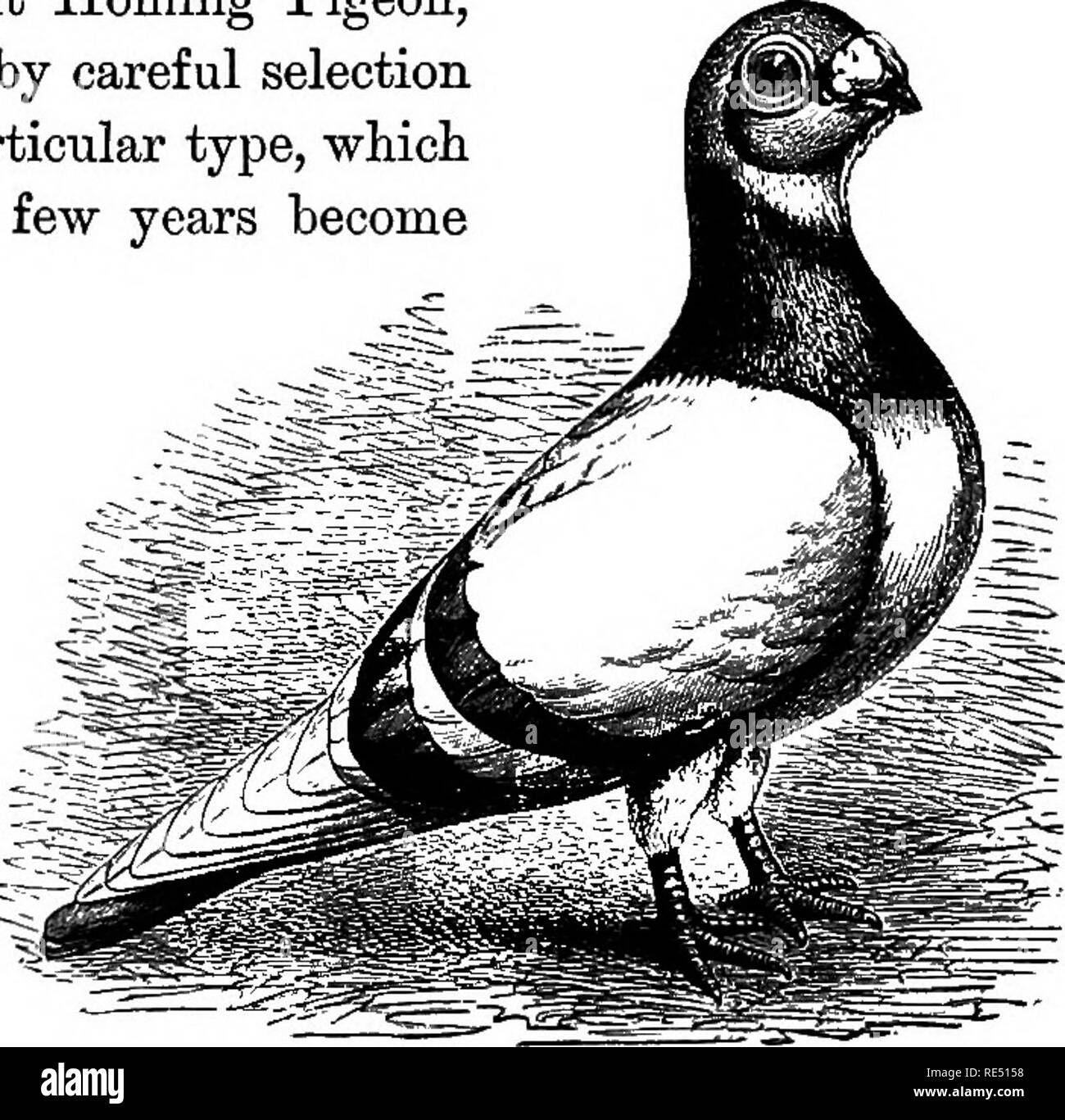Pigeon white back ground hi-res stock photography and images - Alamy