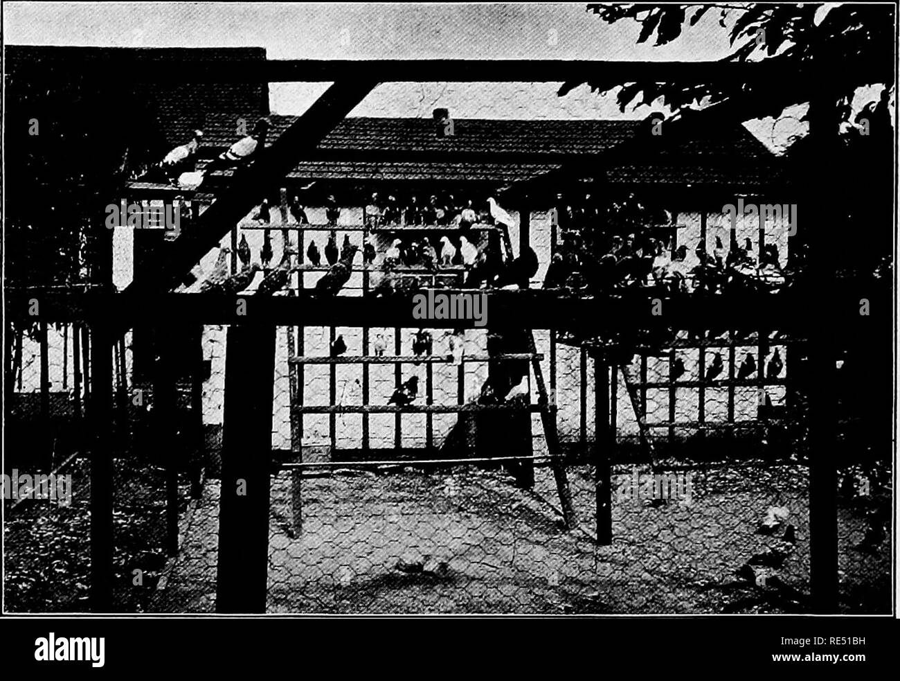 Indian Checkers High Resolution Stock Photography and Images - Alamy