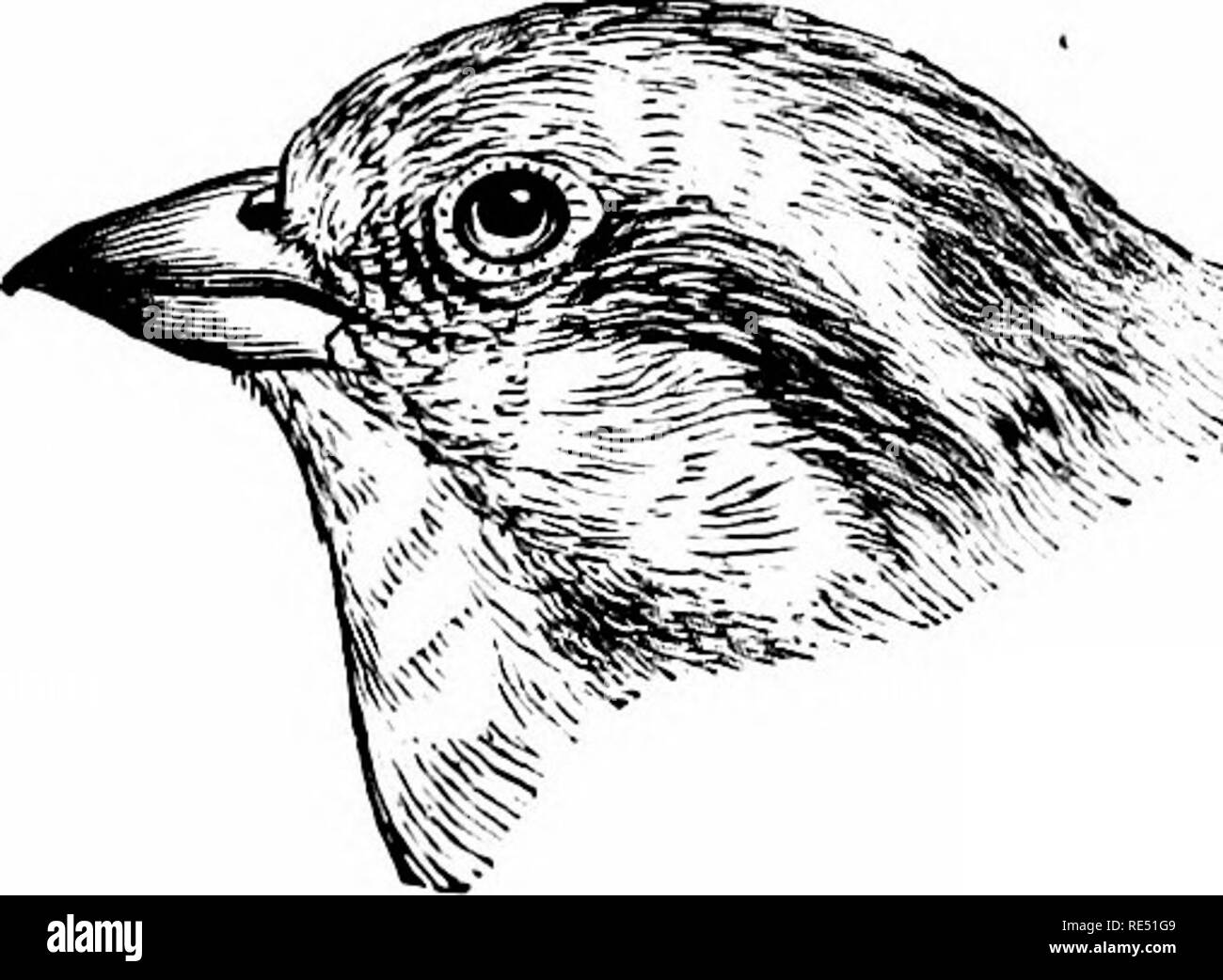 Female shorter bill Black and White Stock Photos & Images - Alamy