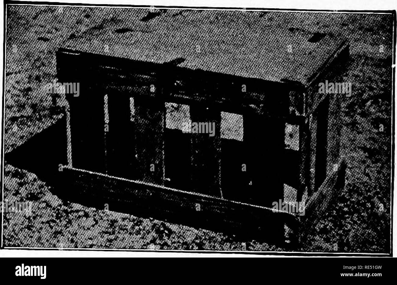 Nesting pigeons Black and White Stock Photos & Images - Alamy