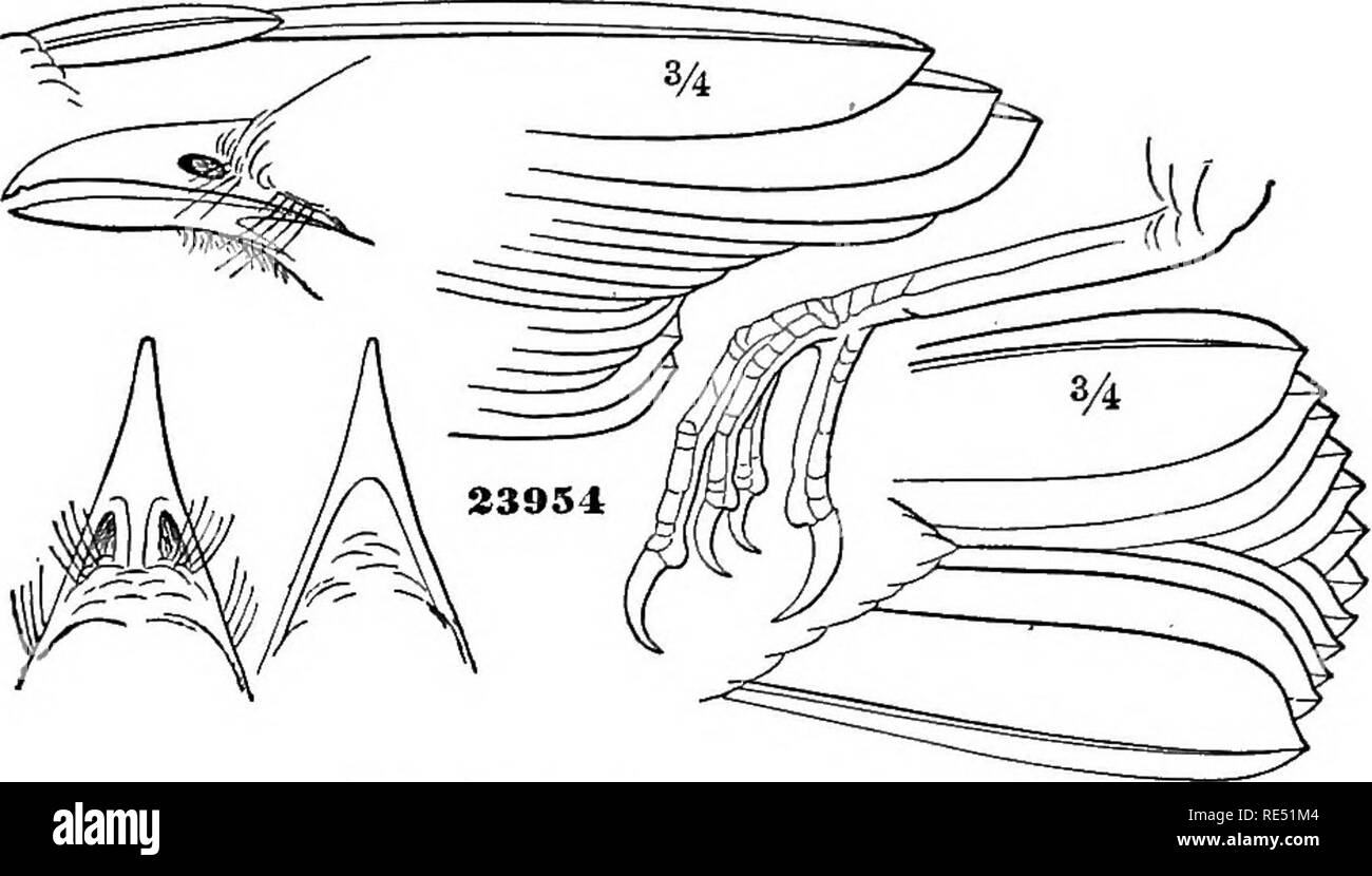 . Review of American birds in the Museum of the Smithsonian Institution ...