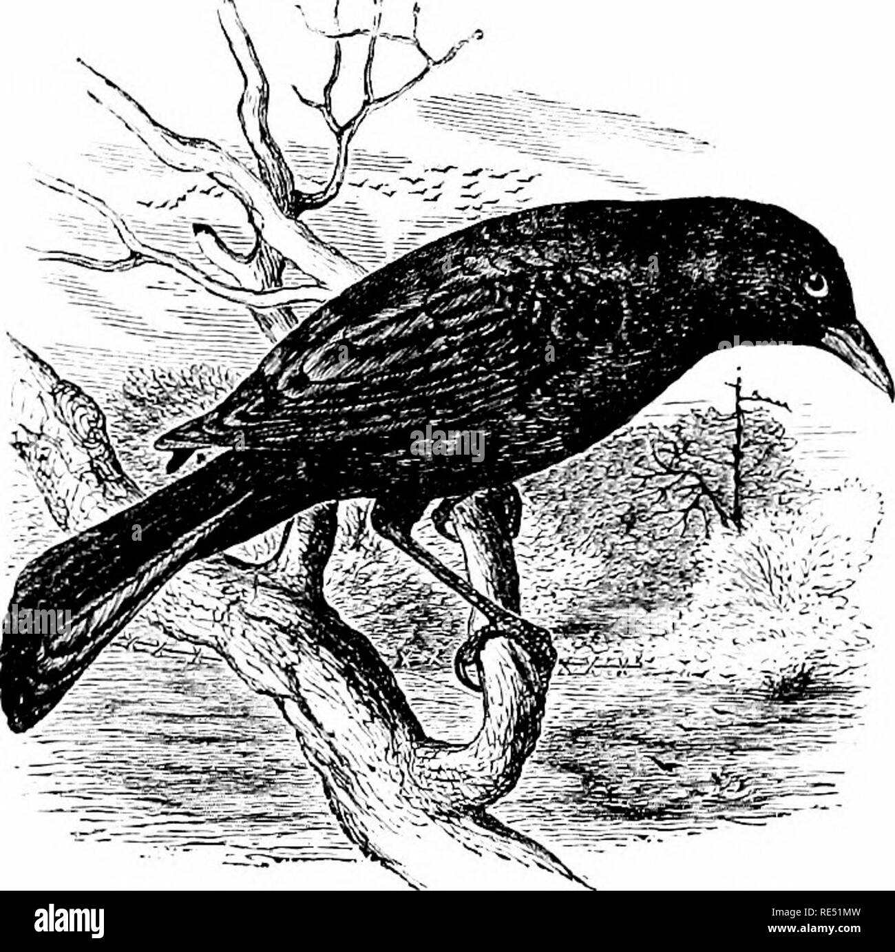 Blackbird with no head feathers Black and White Stock Photos & Images ...