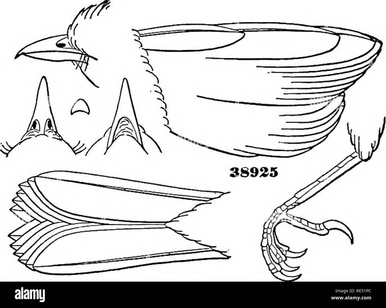 Longest wings Black and White Stock Photos & Images - Alamy