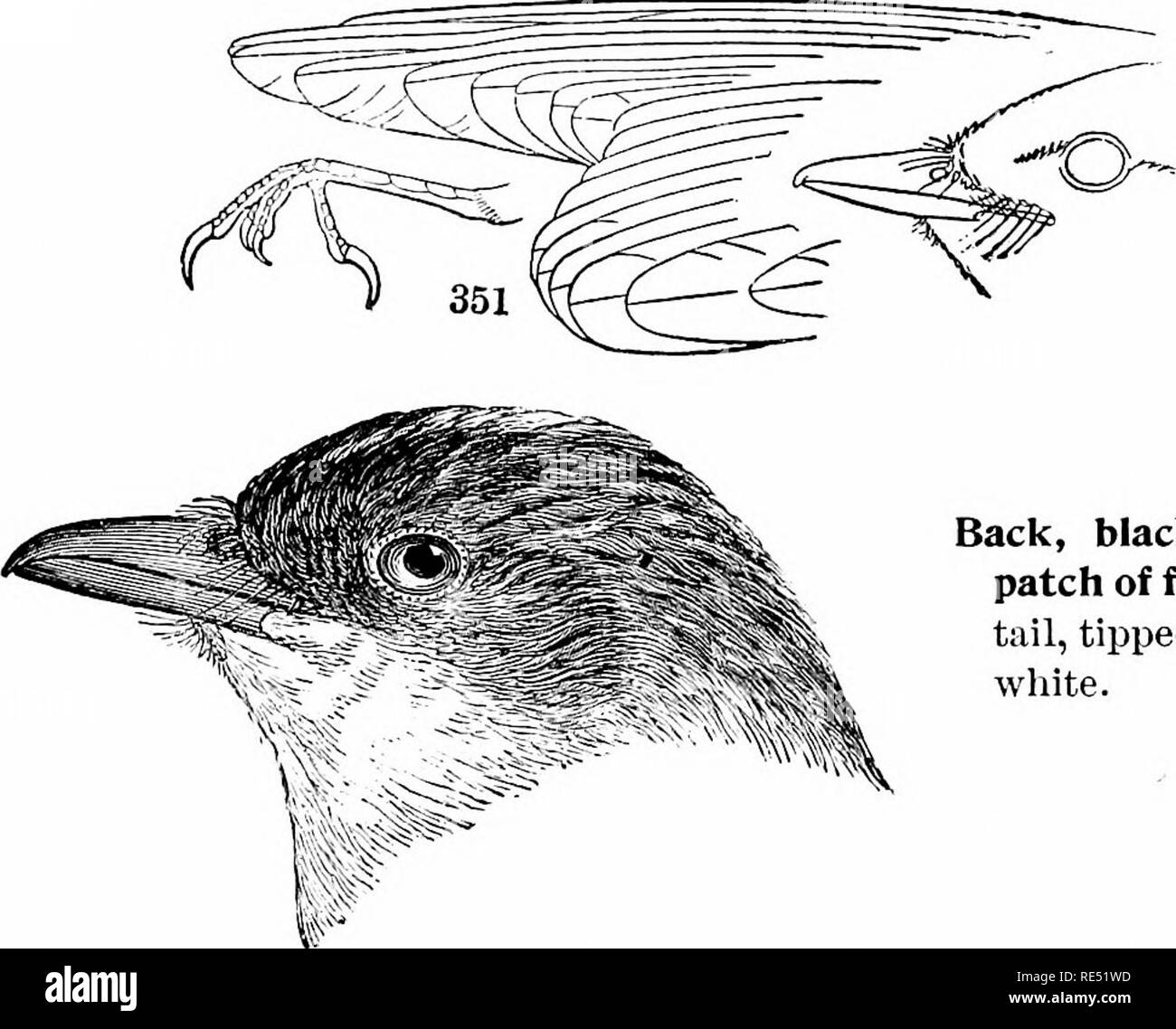 Dominicensis Black and White Stock Photos & Images - Alamy