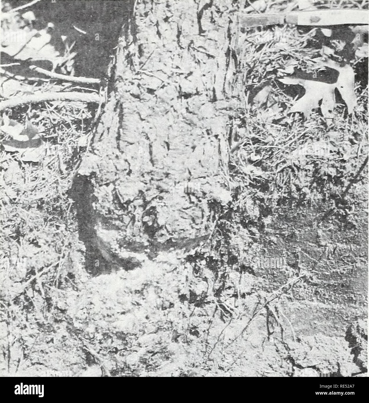 780 ad hi-res stock photography and images - Alamy