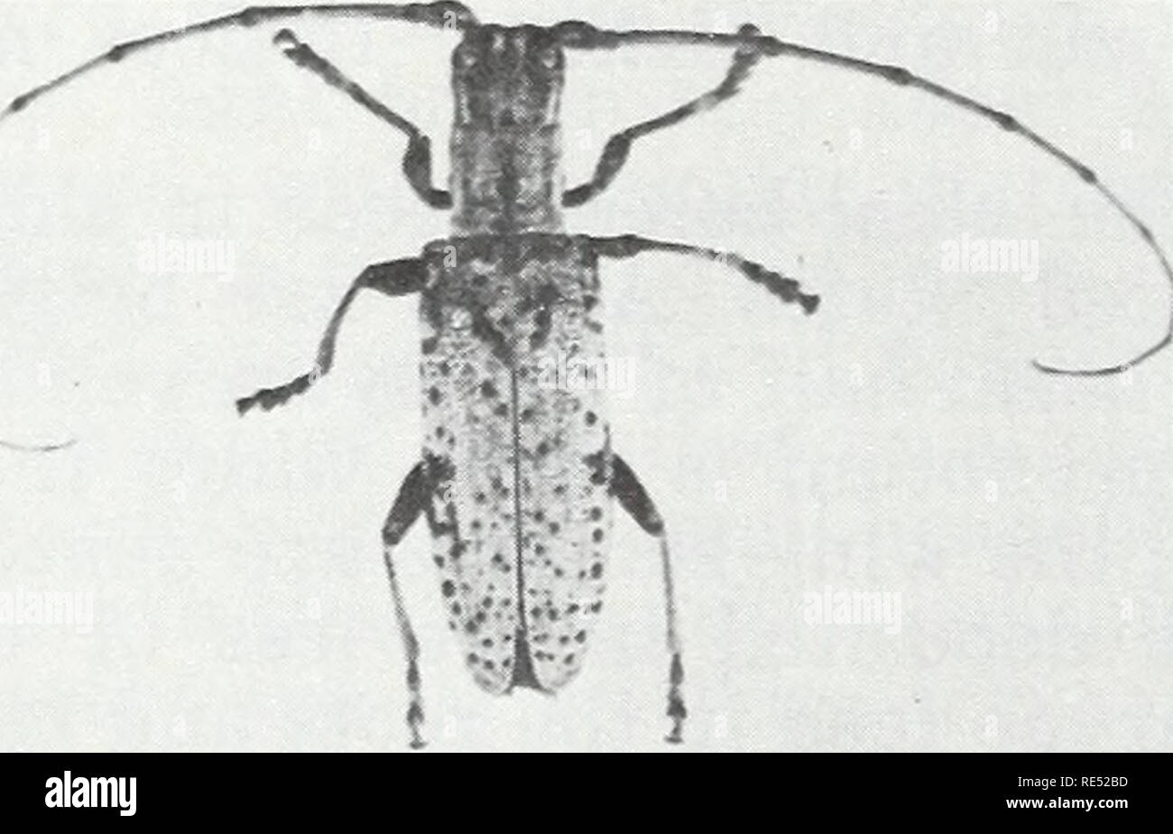 . Eastern forest insects. Forest insects. on the trunk (678). The ...