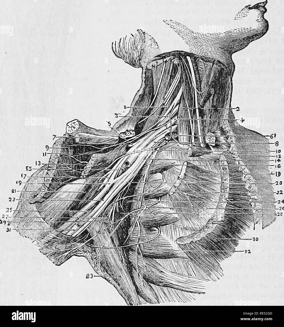 Branches of brachial plexus hi-res stock photography and images - Alamy