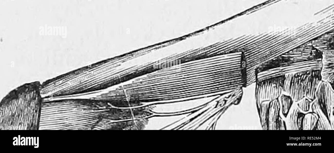 . The comparative anatomy of the domesticated animals. Veterinary ...