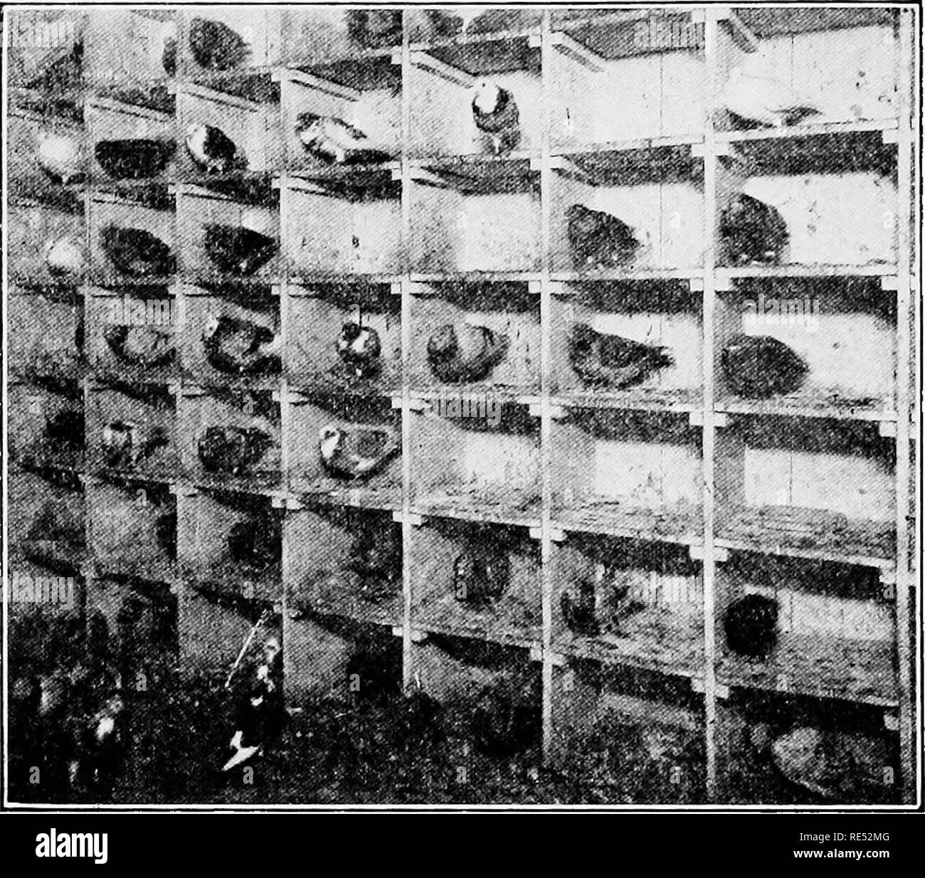 Squabs and egg in nest Black and White Stock Photos & Images - Alamy