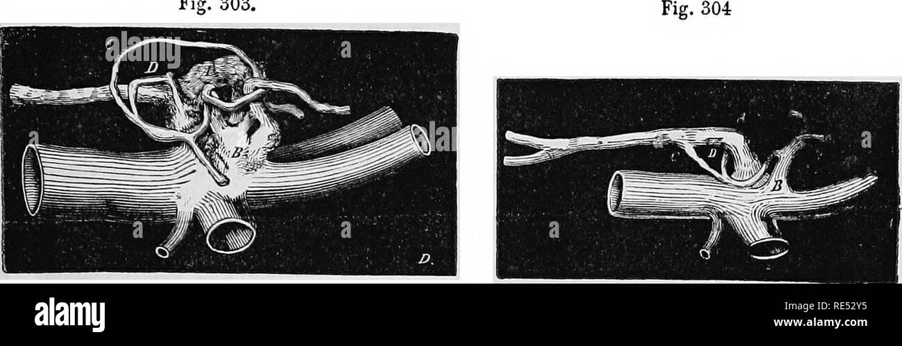 . The comparative anatomy of the domesticated animals. Veterinary ...