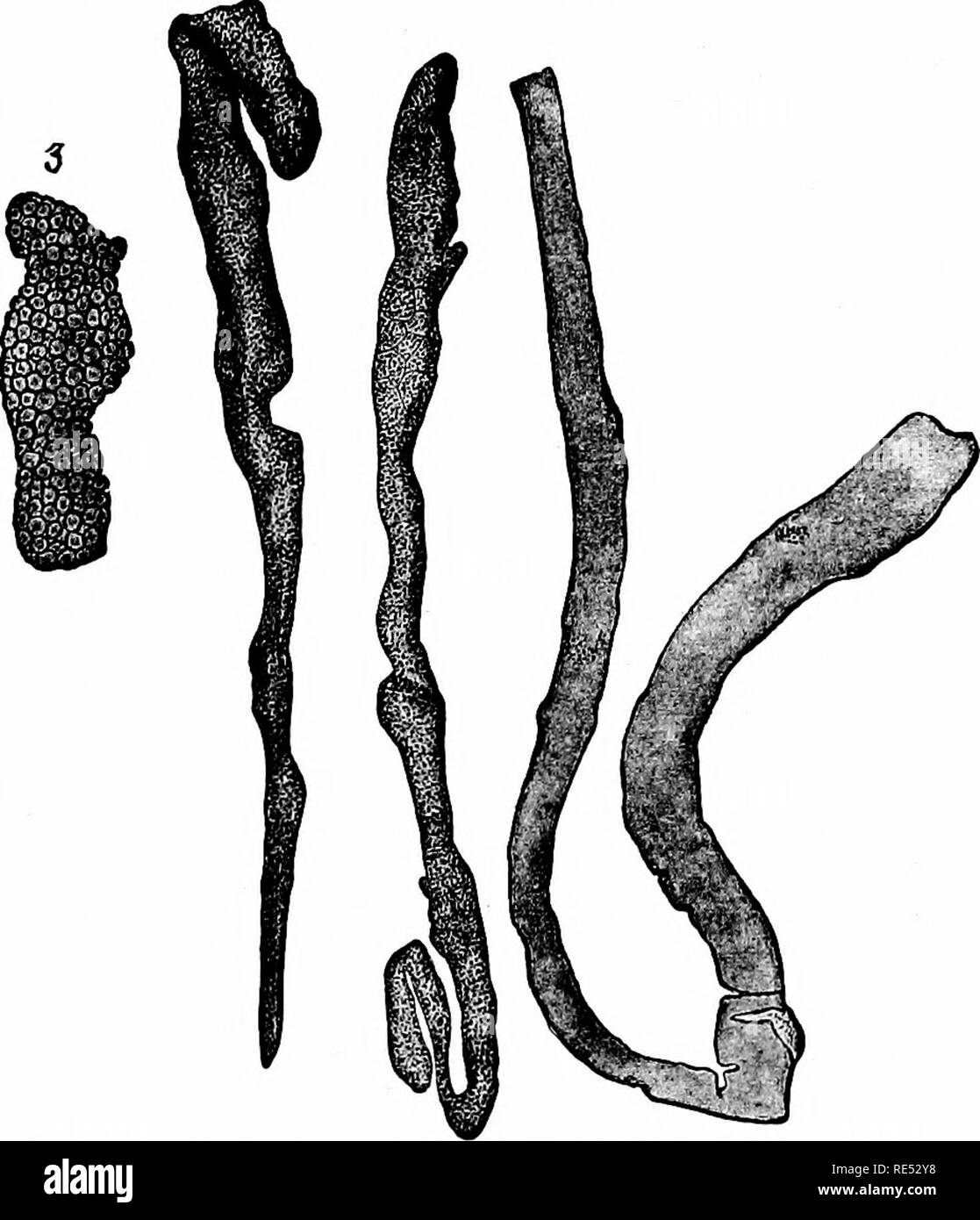 . Special pathology and therapeutics of the diseases of domestic ...