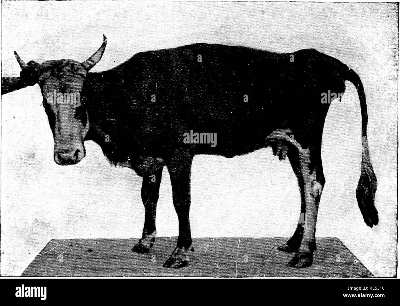 Rachitis Stock Photos & Rachitis Stock Images - Alamy