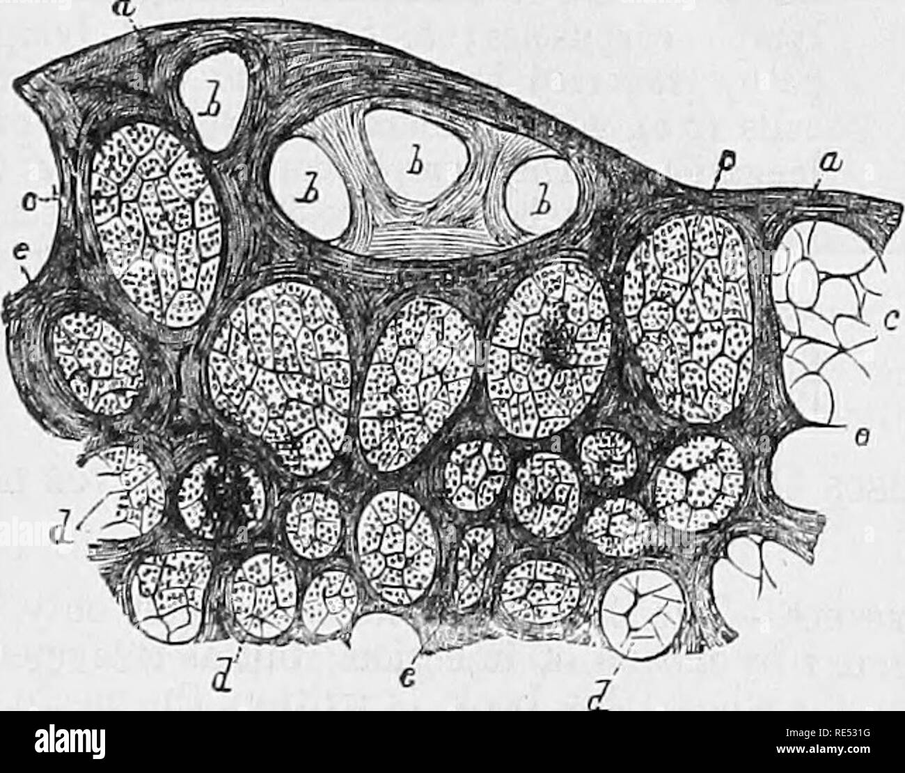 Gland canals hi-res stock photography and images - Alamy