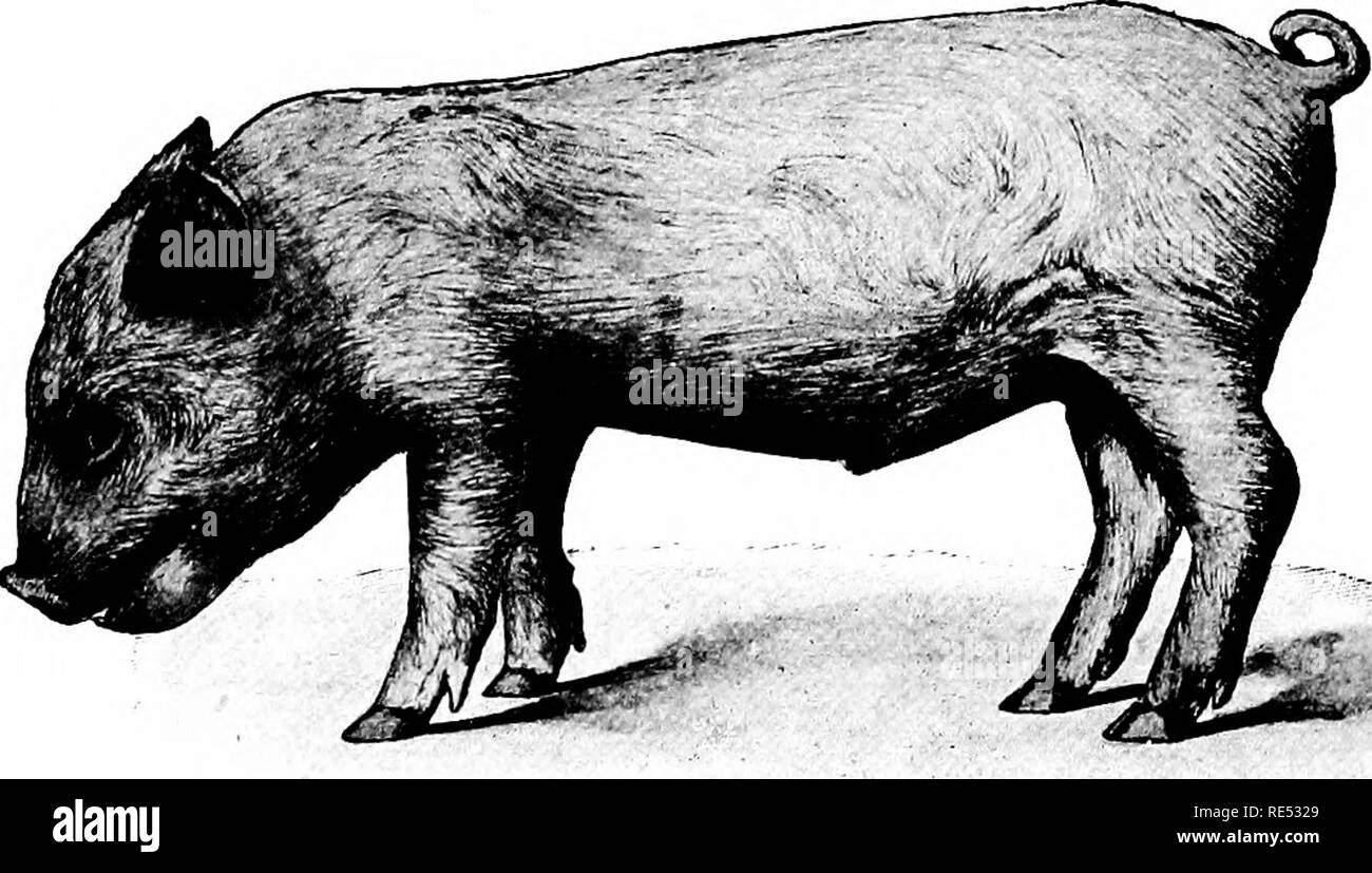 Rachitis Stock Photos & Rachitis Stock Images - Alamy