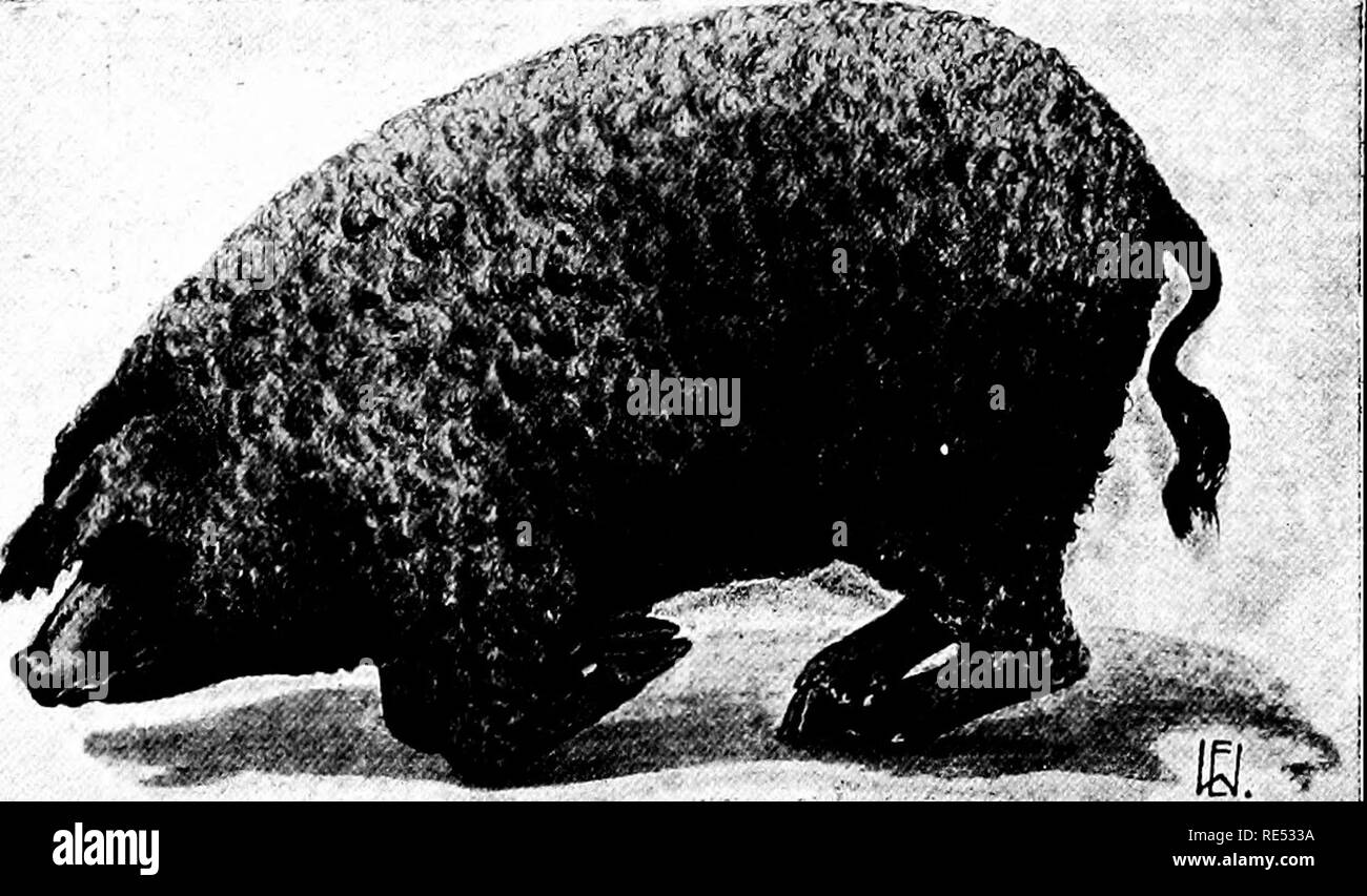 Rachitis Stock Photos & Rachitis Stock Images - Alamy