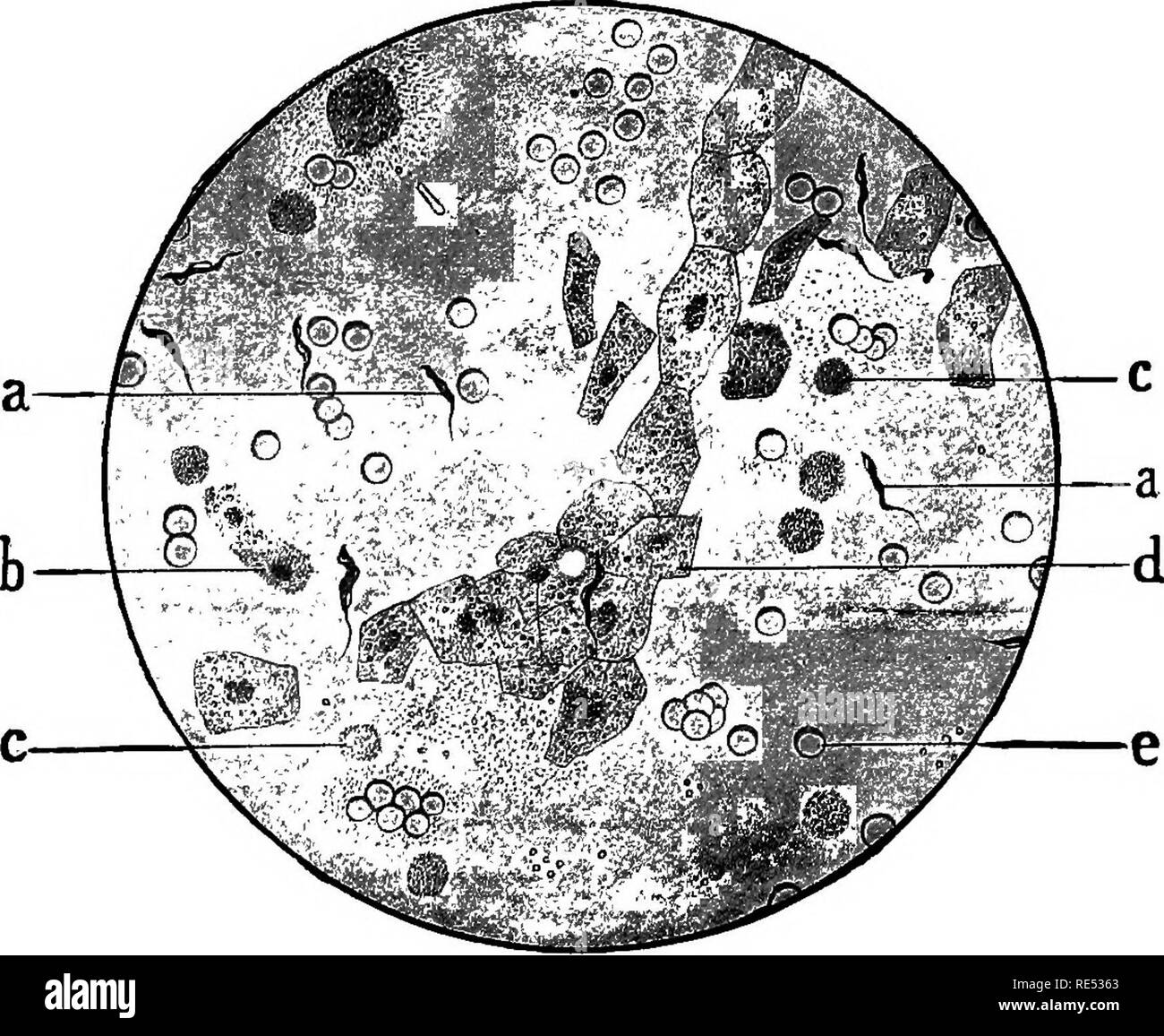 . Special pathology and therapeutics of the diseases of domestic ...