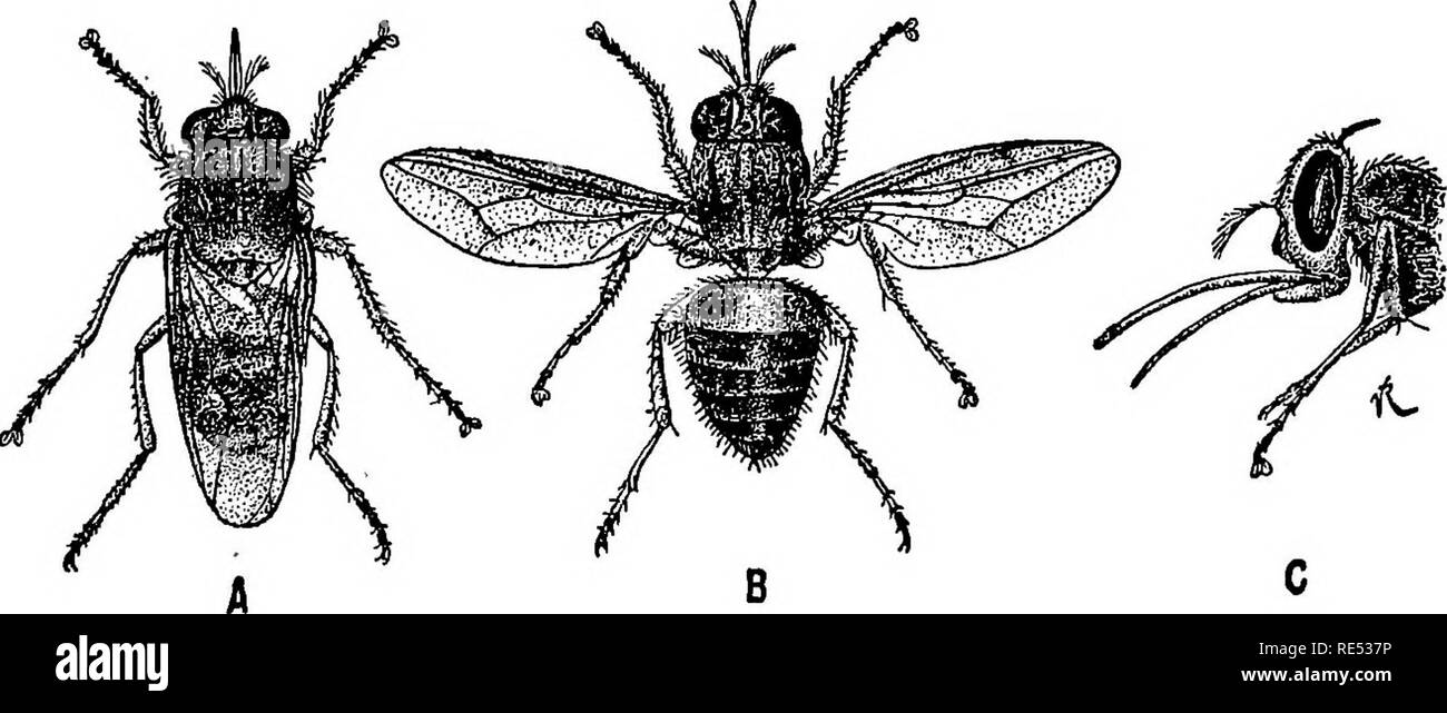 Tsetse fly bite Black and White Stock Photos & Images - Alamy