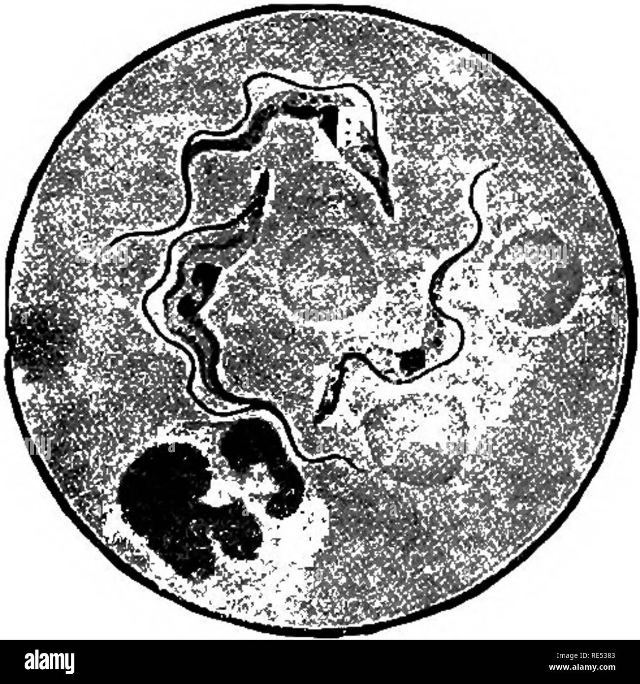 Trypanosoma brucei hi-res stock photography and images - Alamy