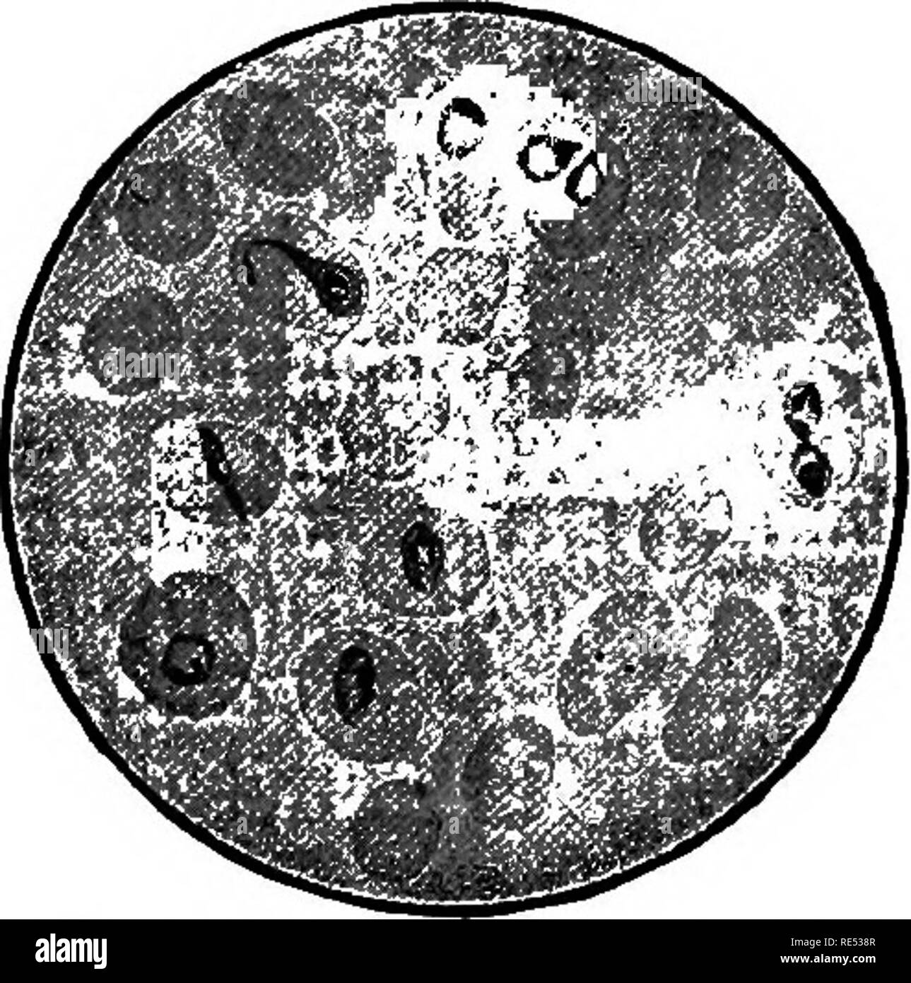 Haemobartonella Canis